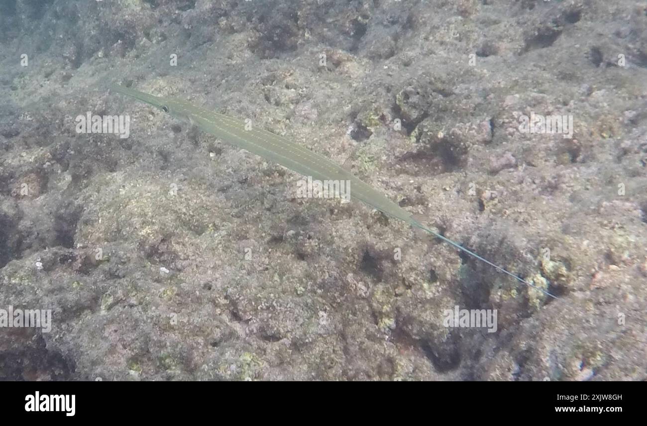 Bluespotted Cornetfish (Fistularia commersonii) Actinopterygii Stock ...