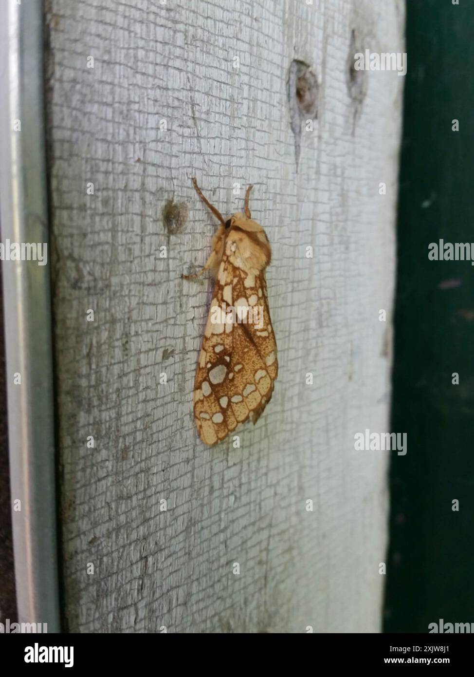 Hickory Tussock Moth (Lophocampa caryae) Insecta Stock Photo - Alamy