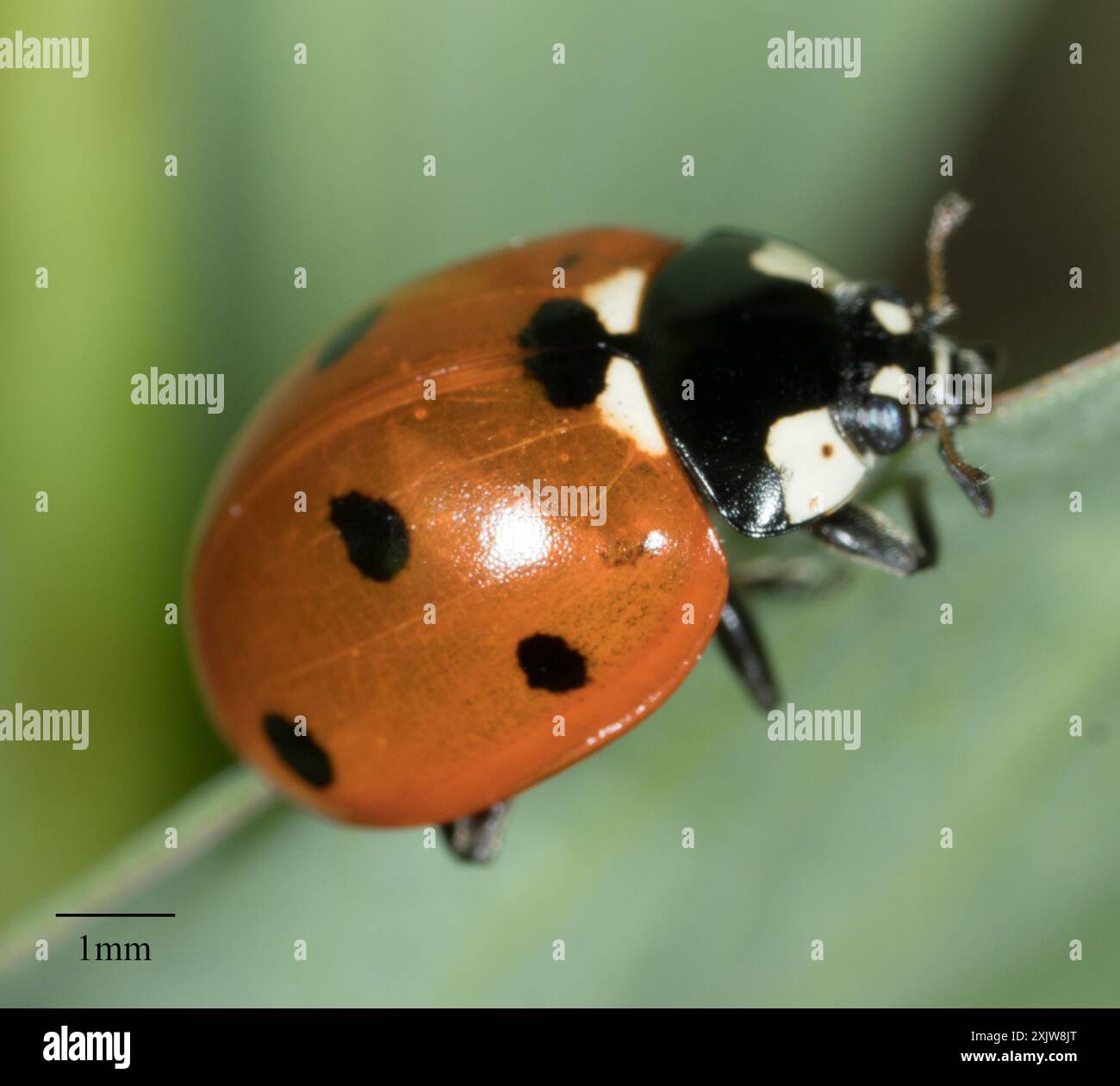 Seven-spotted Lady Beetle (Coccinella septempunctata) Insecta Stock ...