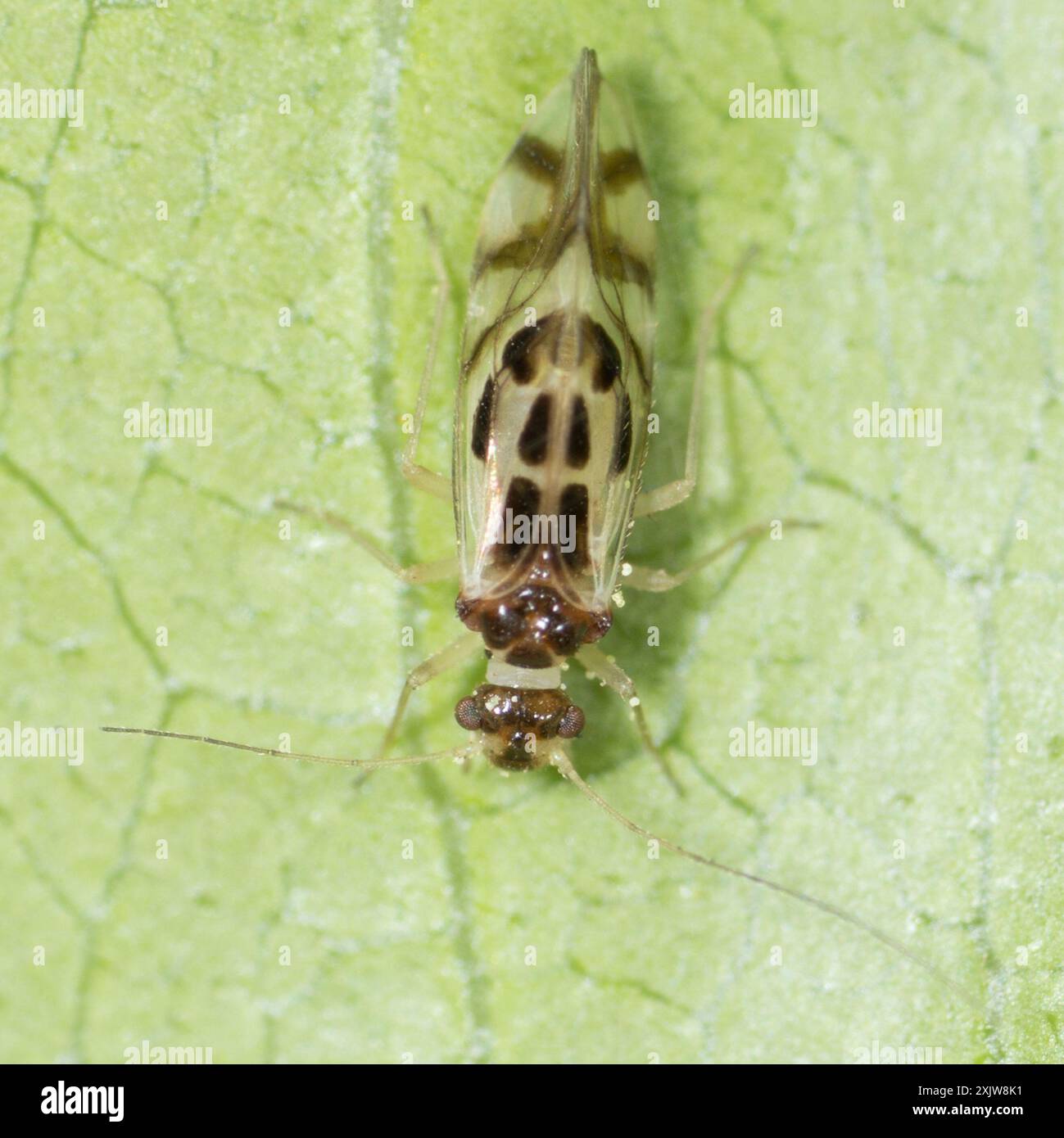 F-winged Barklouse (Graphopsocus cruciatus) Insecta Stock Photo - Alamy