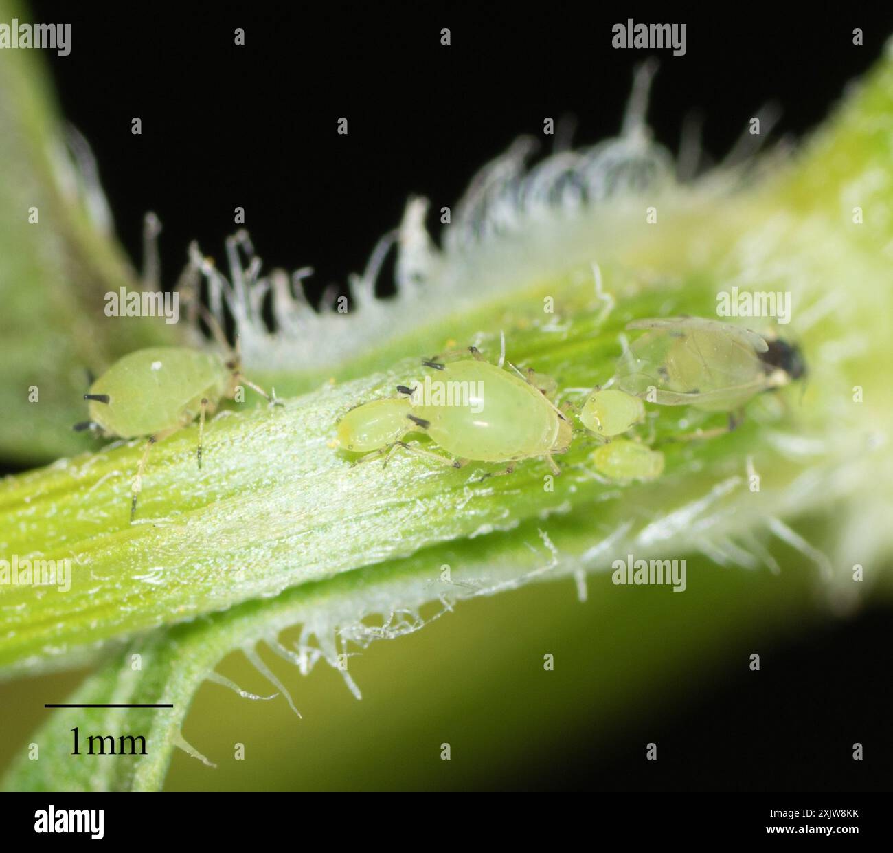 Spiraea Aphid (Aphis spiraecola) Insecta Stock Photo - Alamy