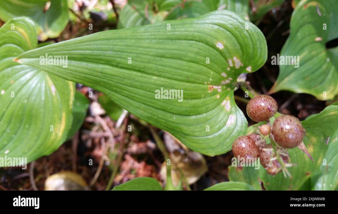Western Lily of the Valley (Maianthemum dilatatum) Plantae Stock Photo ...