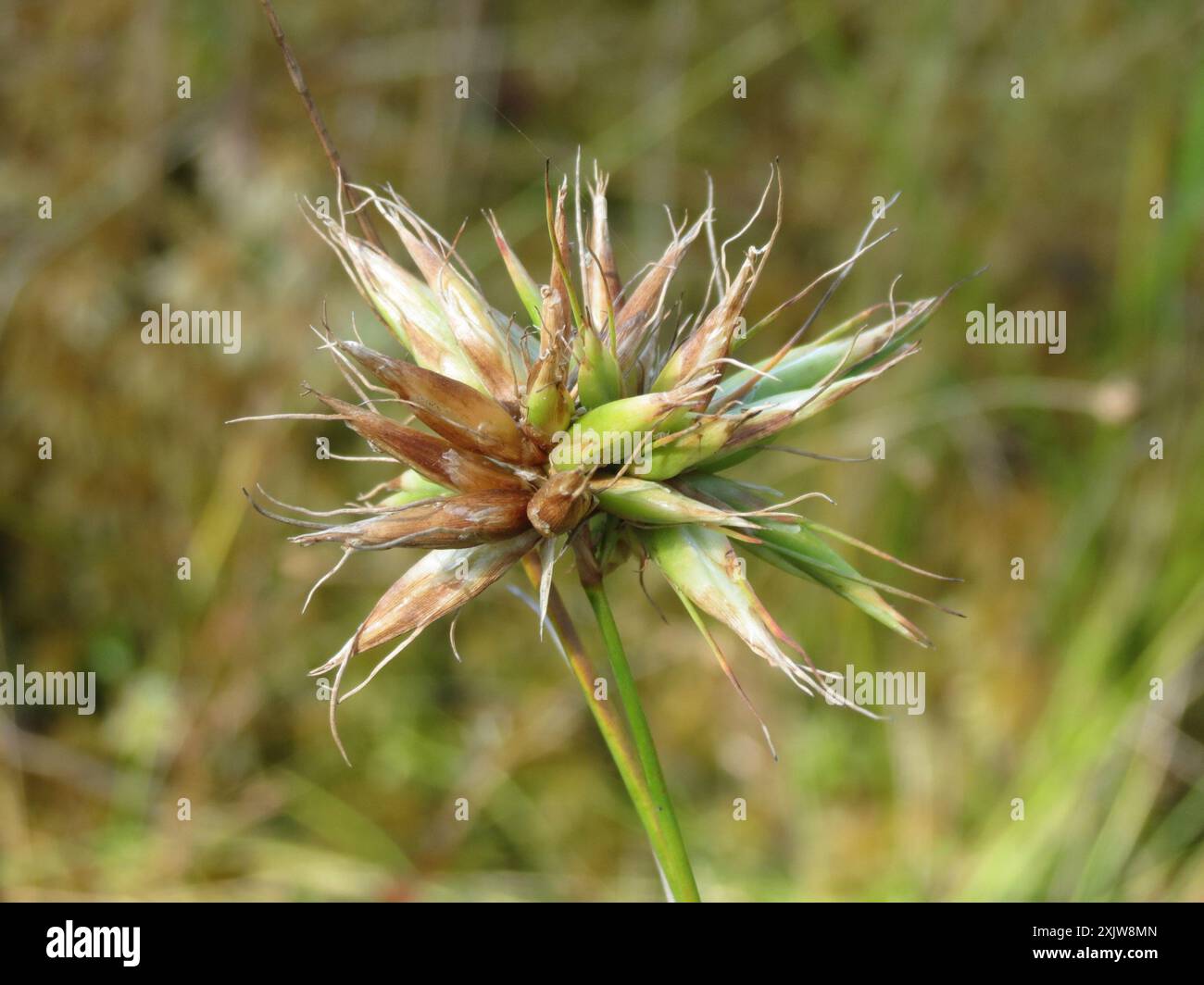 Psylloids (Psylloidea) Insecta Stock Photo - Alamy