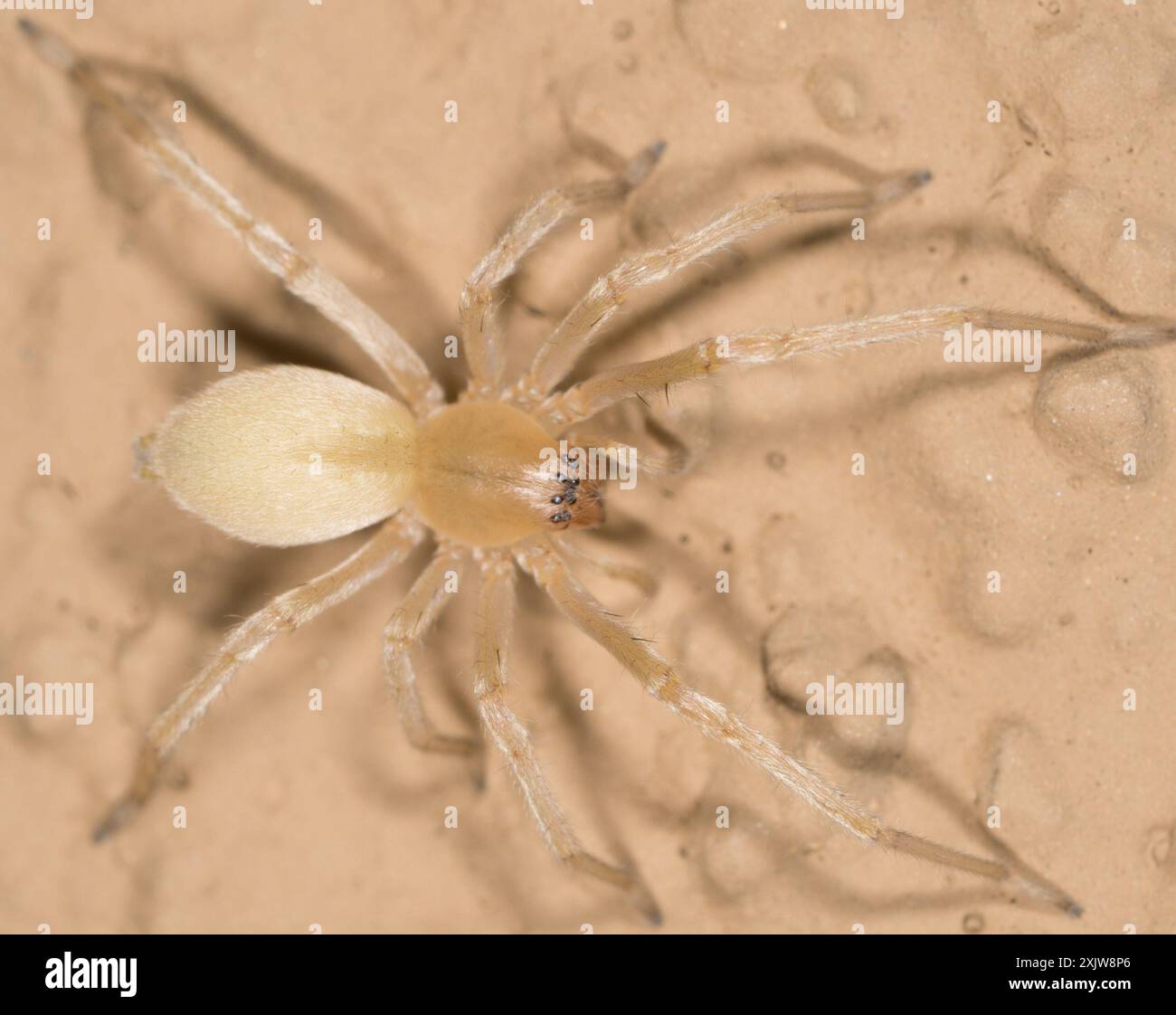 Longlegged Sac Spiders (Cheiracanthium) Arachnida Stock Photo - Alamy
