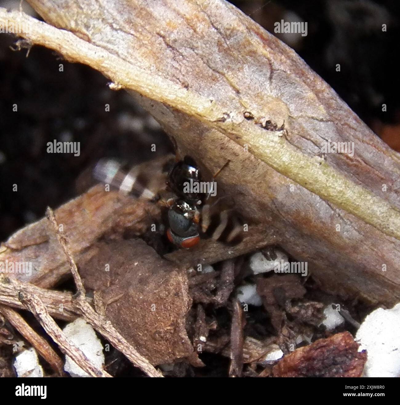Banded-wing Flies (Chaetopsis) Insecta Stock Photo - Alamy
