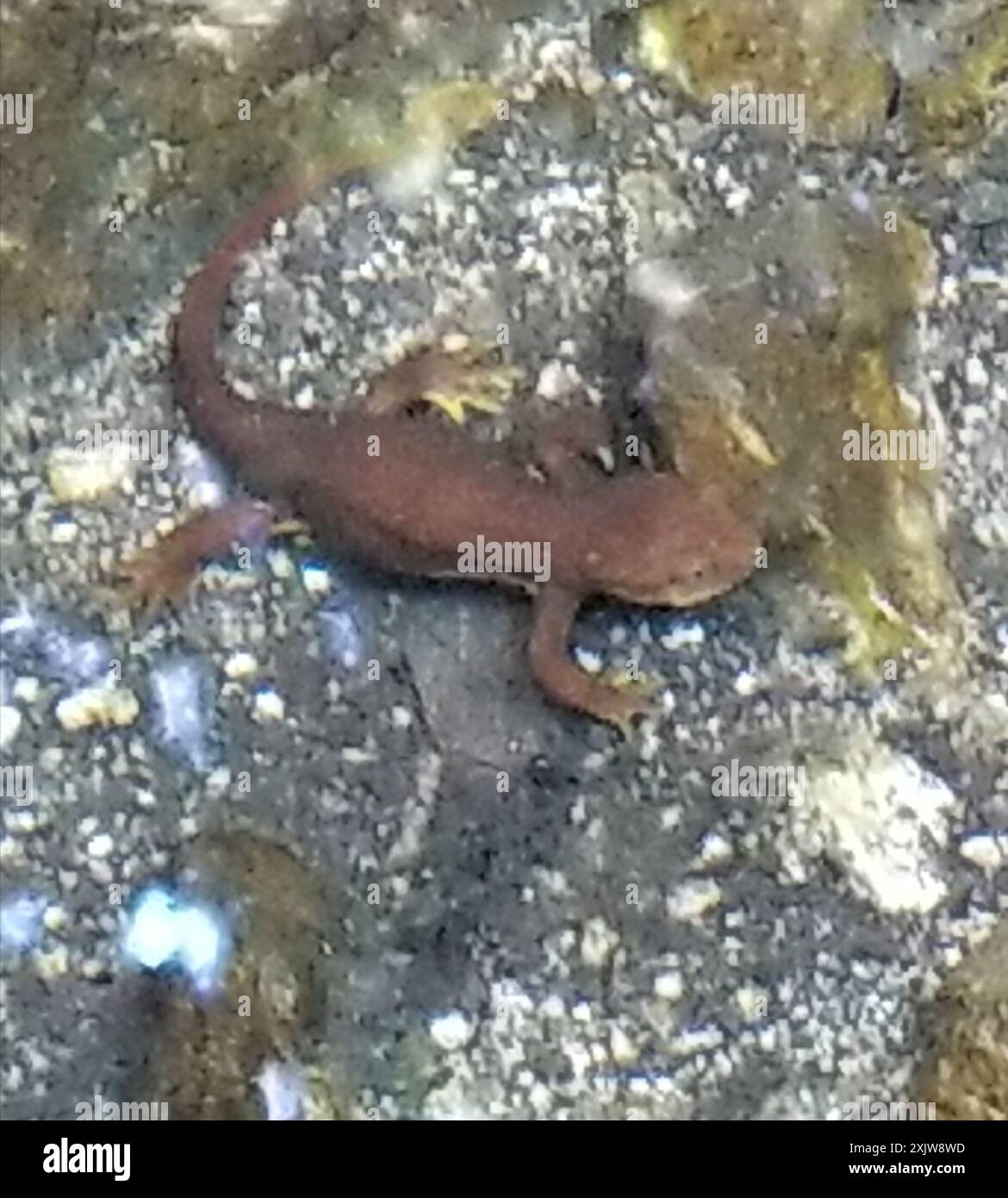 California Newt (Taricha torosa) Amphibia Stock Photo - Alamy