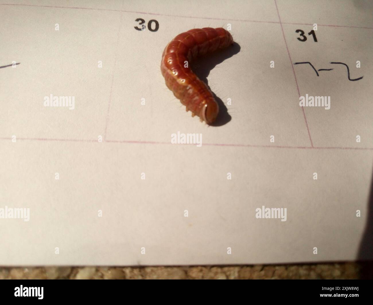 Variable Oakleaf Caterpillar Moth (Lochmaeus manteo) Insecta Stock ...