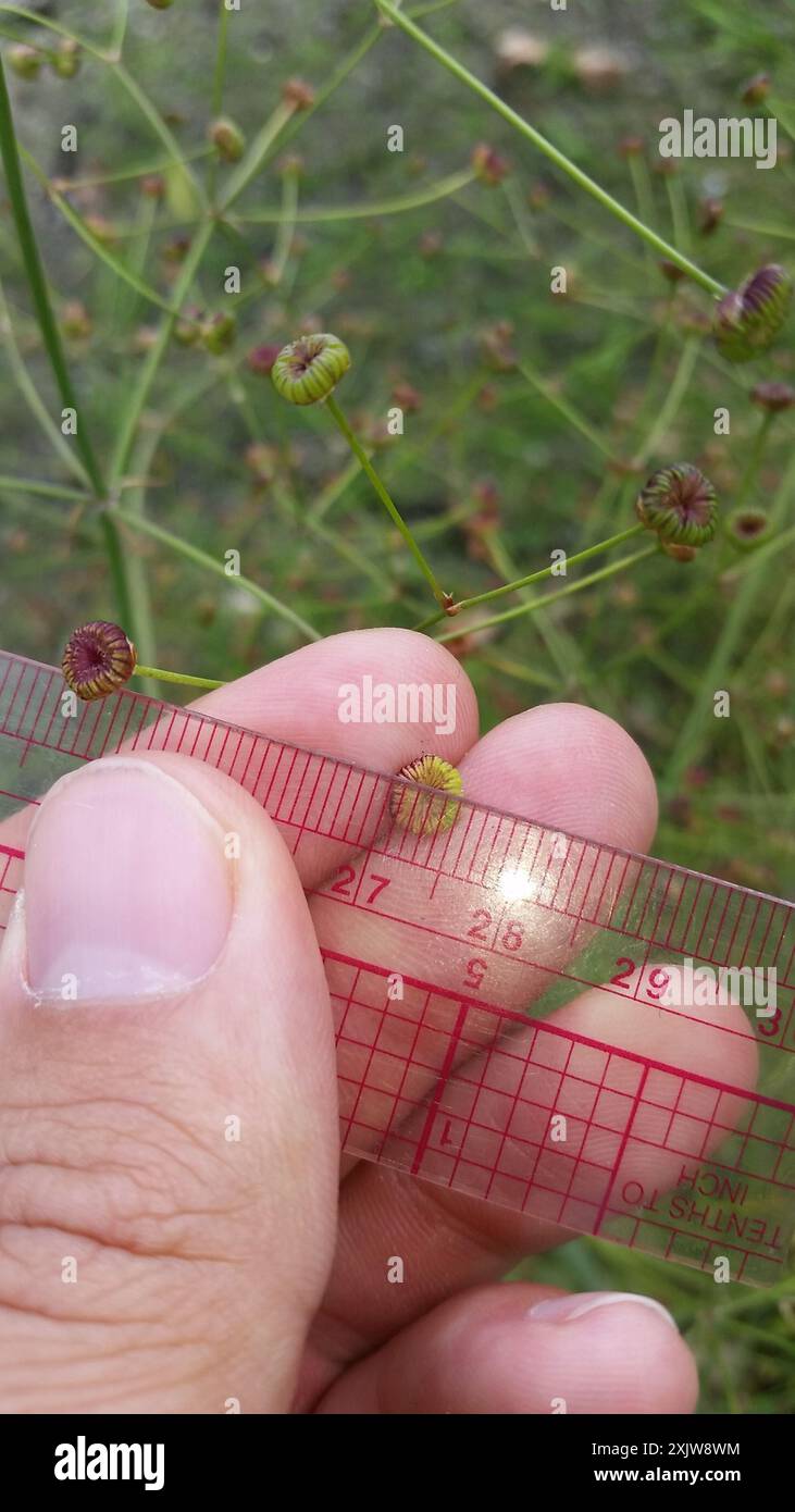 northern water-plantain (Alisma triviale) Plantae Stock Photo - Alamy