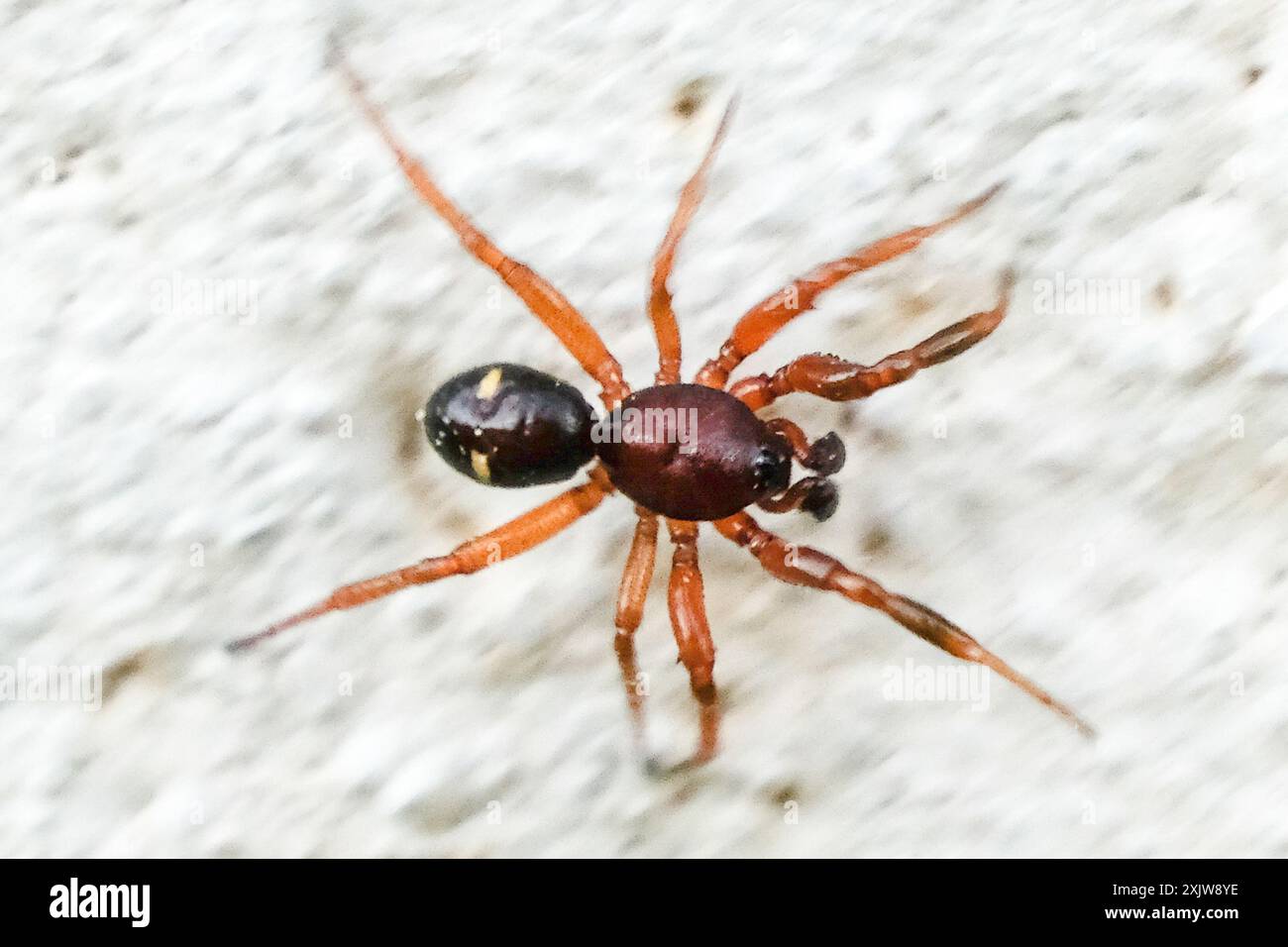 Two-spotted Cobweb Spider (Asagena americana) Arachnida Stock Photo - Alamy