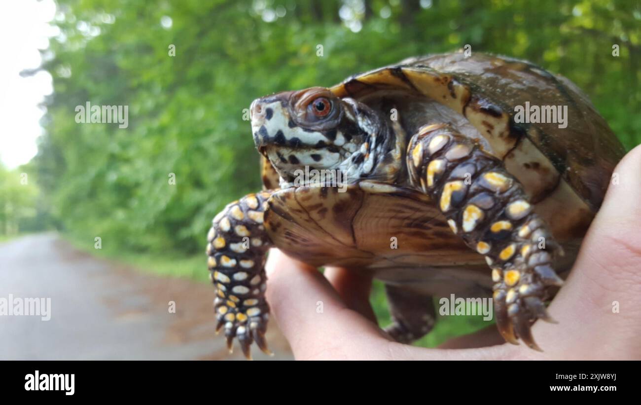Three-toed Box Turtle (Terrapene triunguis) Reptilia Stock Photo - Alamy