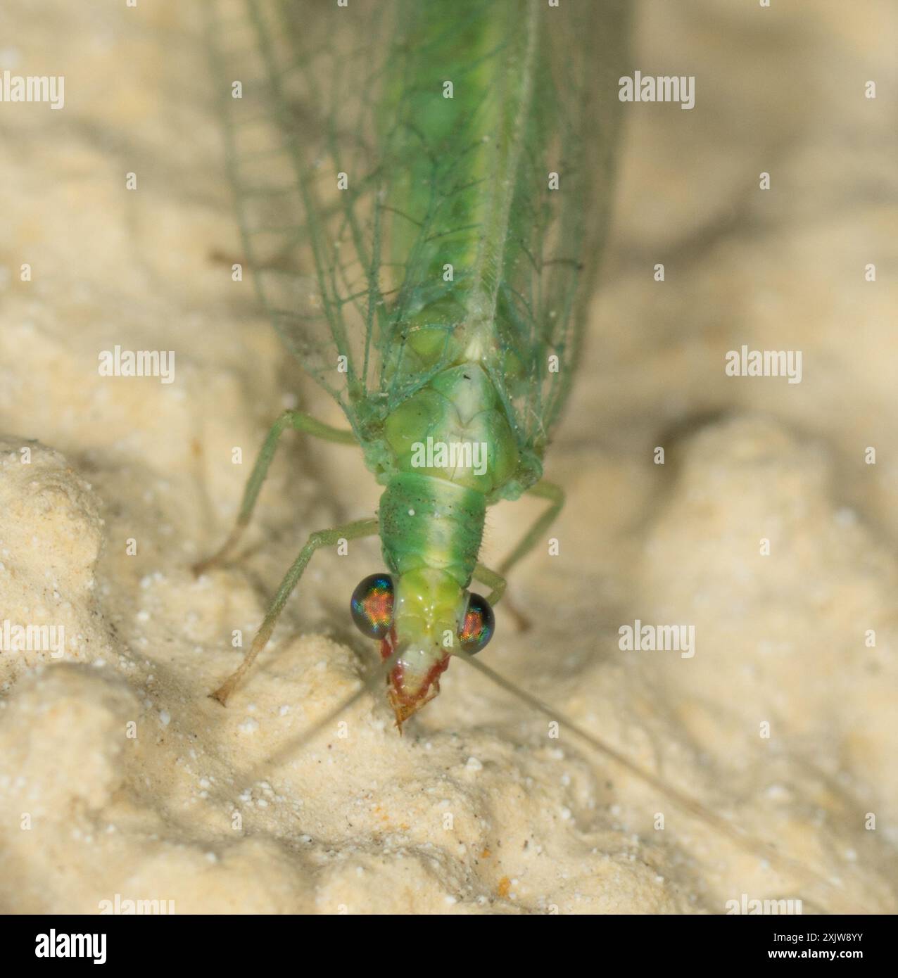 common green lacewings (Chrysoperla) Insecta Stock Photo - Alamy