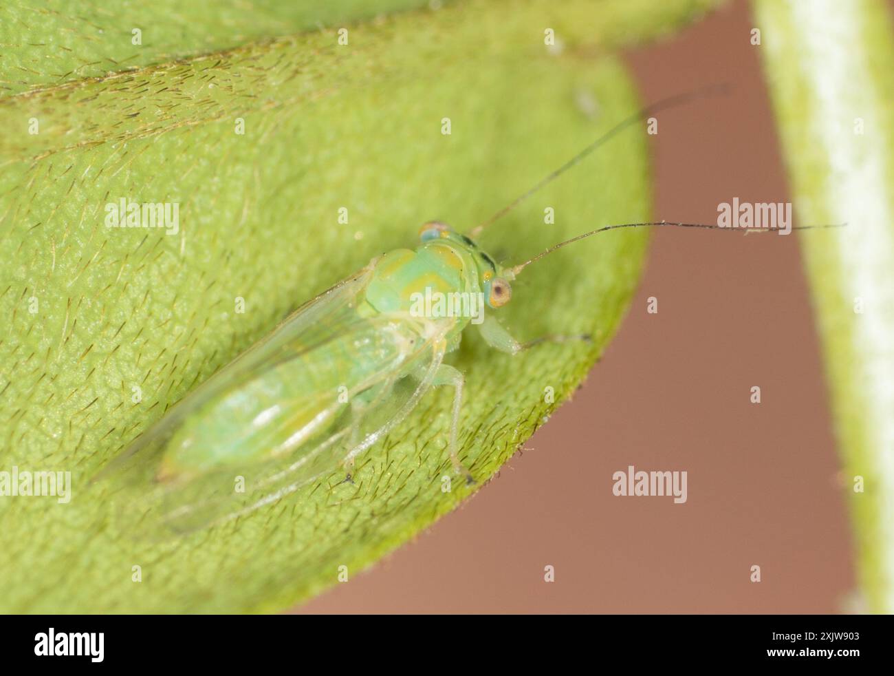 tipu psyllid (Platycorypha nigrivirga) Insecta Stock Photo - Alamy