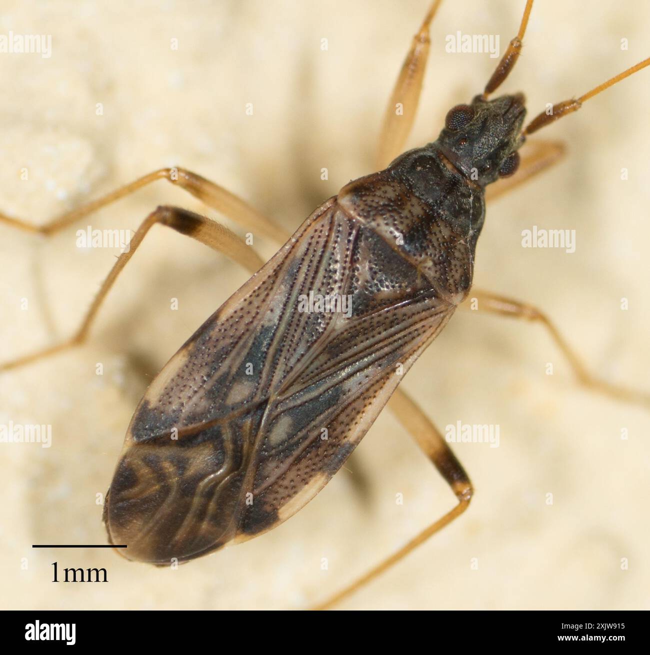 (Ozophora occidentalis) Insecta Stock Photo - Alamy