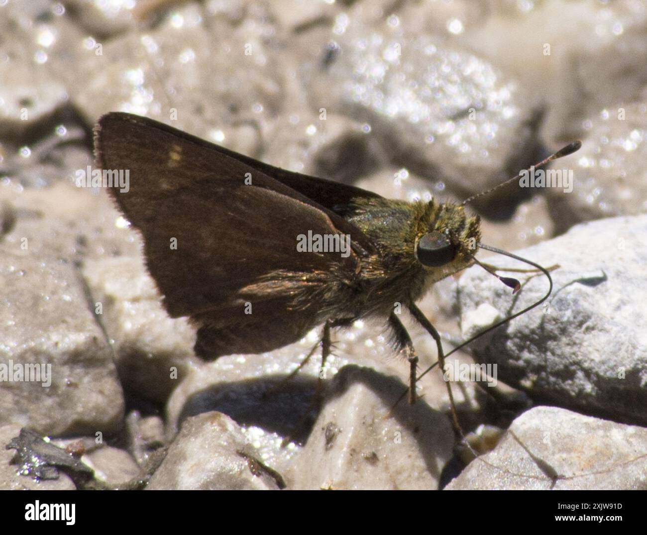Vernia verna hi-res stock photography and images - Alamy