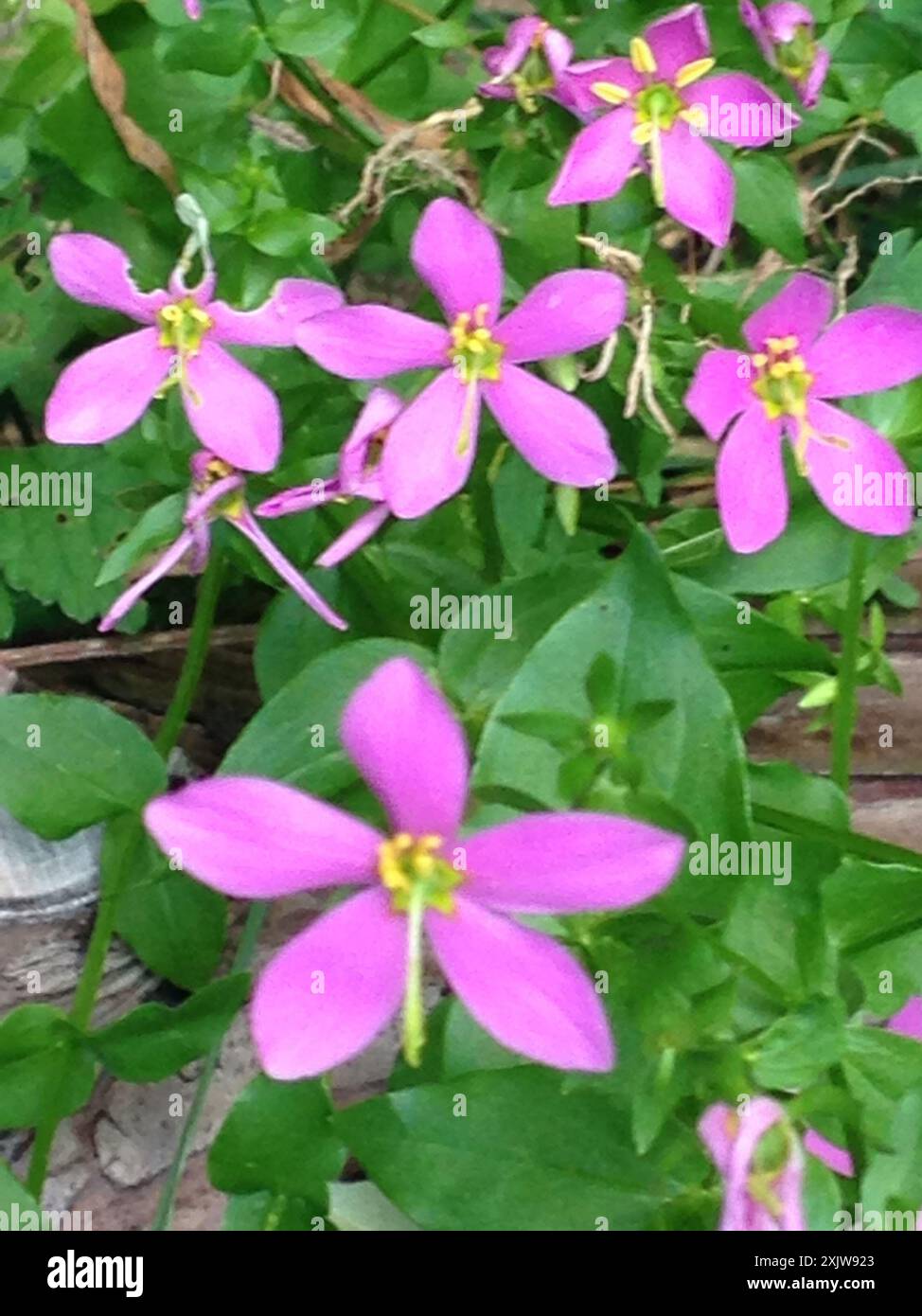 rose gentians (Sabatia) Plantae Stock Photo - Alamy