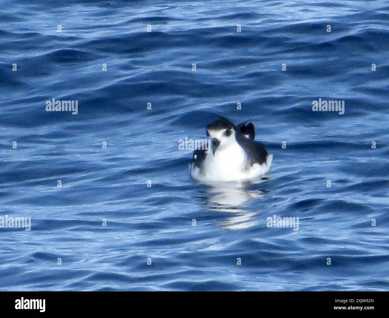 Black-capped Petrel (Pterodroma hasitata) Aves Stock Photo - Alamy