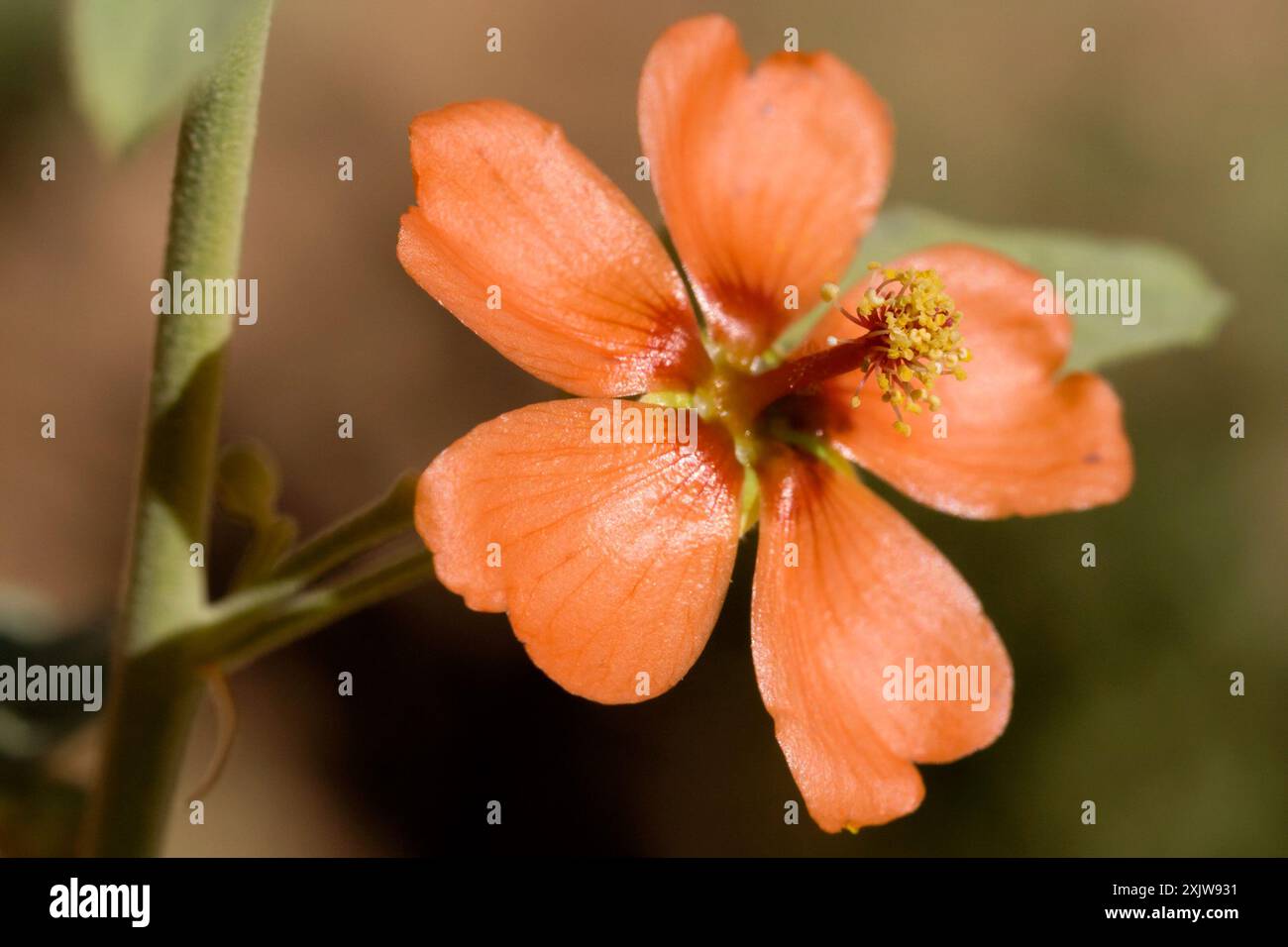 gray globemallow (Sphaeralcea incana) Plantae Stock Photo - Alamy