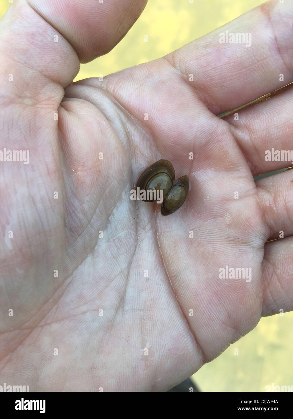 Grooved Fingernailclam (Sphaerium simile) Mollusca Stock Photo - Alamy
