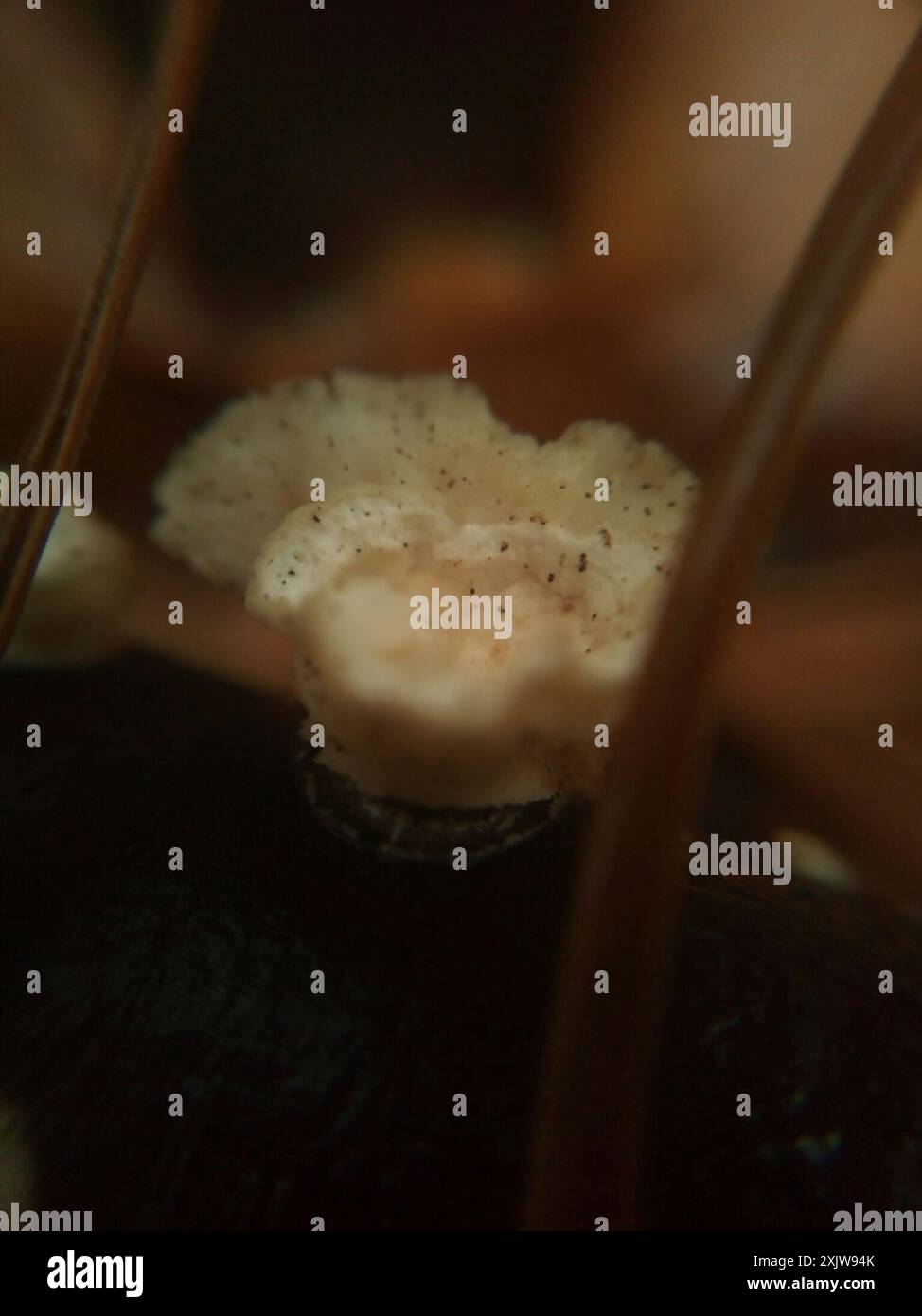 little nest polypore (Trametes conchifer) Fungi Stock Photo - Alamy