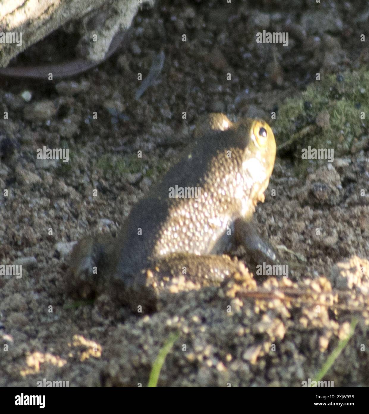 American Bullfrog (Lithobates catesbeianus) Amphibia Stock Photo - Alamy