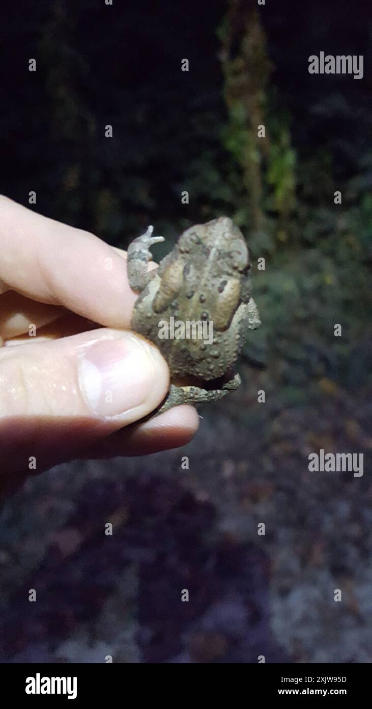 Dwarf American Toad (Anaxyrus americanus charlesmithi) Amphibia Stock ...