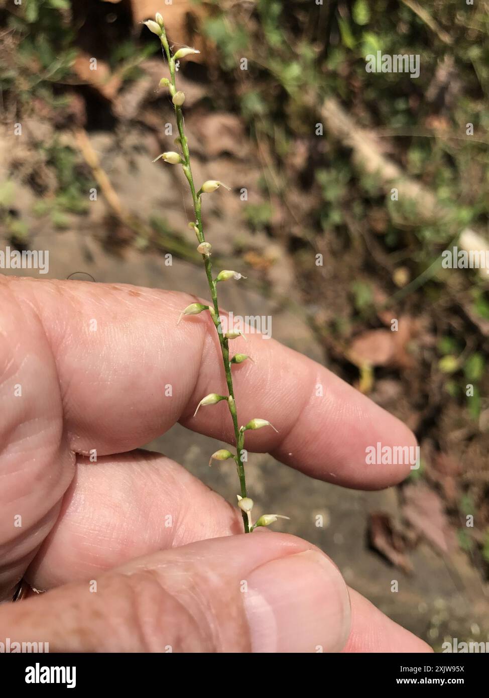 American jumpseed (Persicaria virginiana) Plantae Stock Photo - Alamy