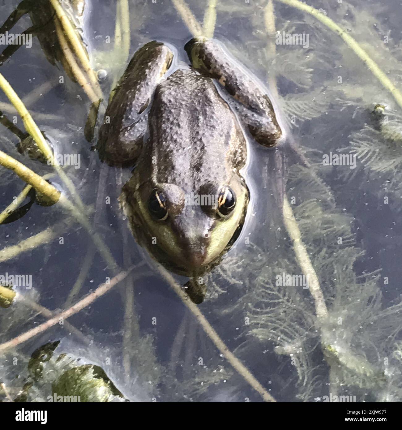 Water Frogs (Pelophylax) Amphibia Stock Photo - Alamy