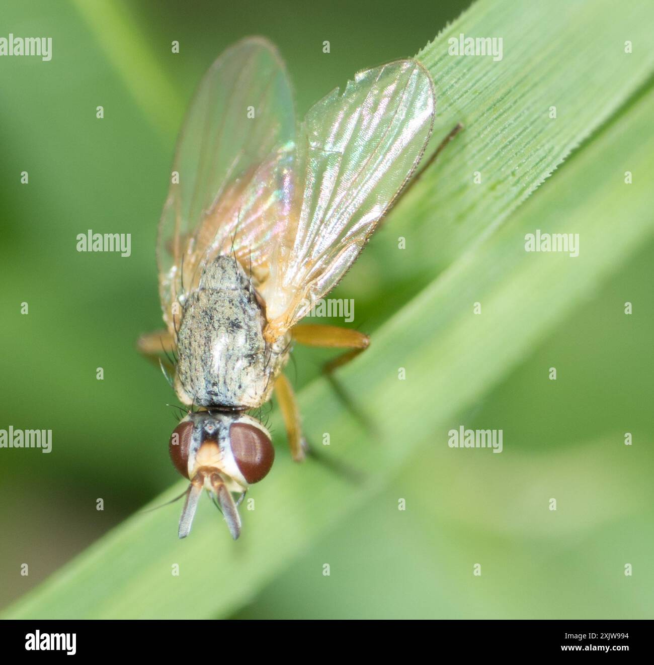 Bermudagrass Stem Maggot (Atherigona reversura) Insecta Stock Photo - Alamy