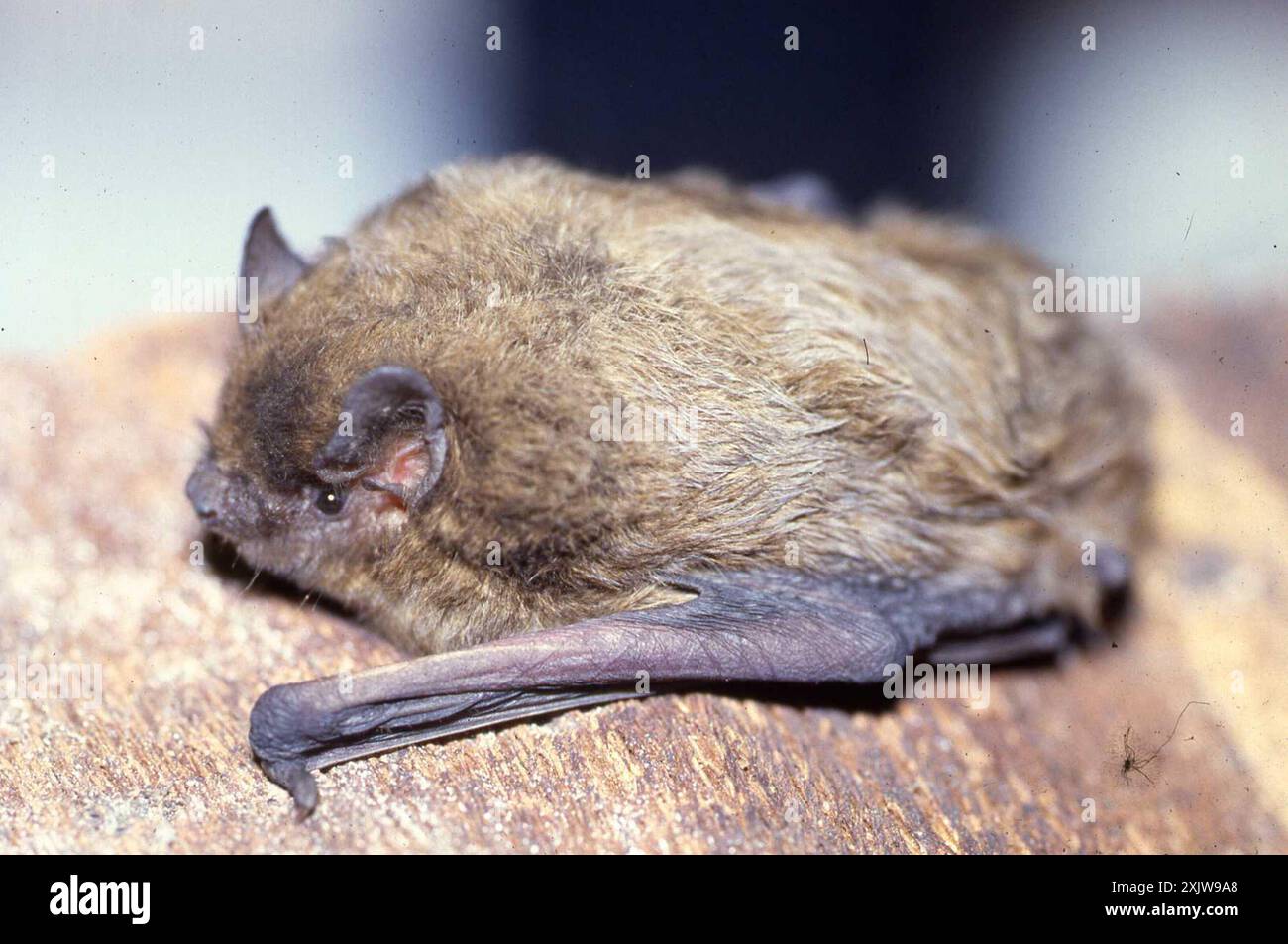 Pipistrellus nathusii hi-res stock photography and images - Alamy
