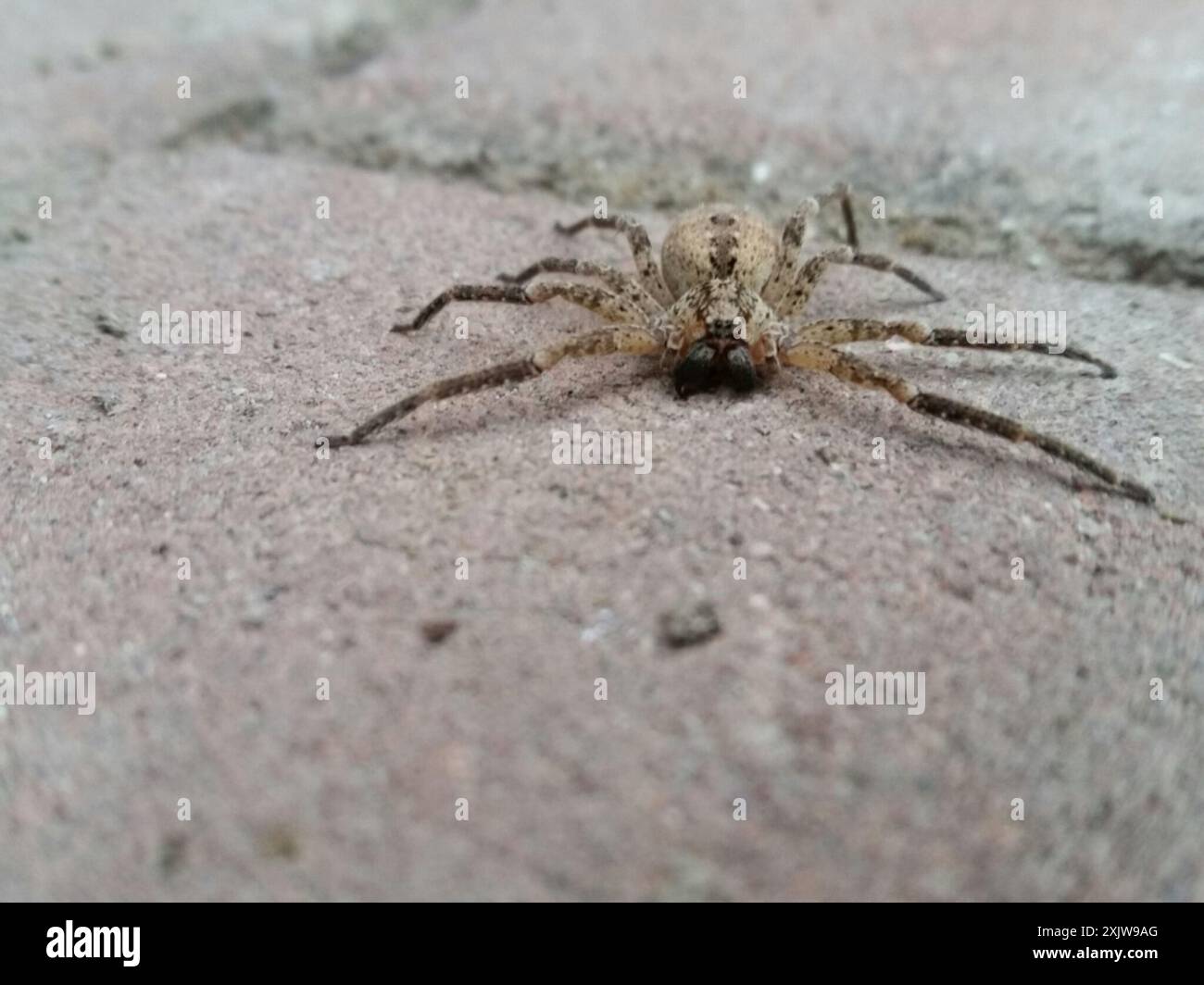 Mediterranean Spiny False Wolf Spider (Zoropsis spinimana) Arachnida ...