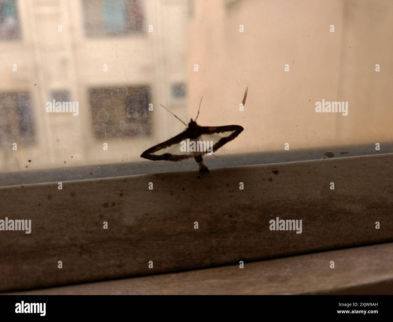 Cucumber Moth (Diaphania indica) Insecta Stock Photo - Alamy