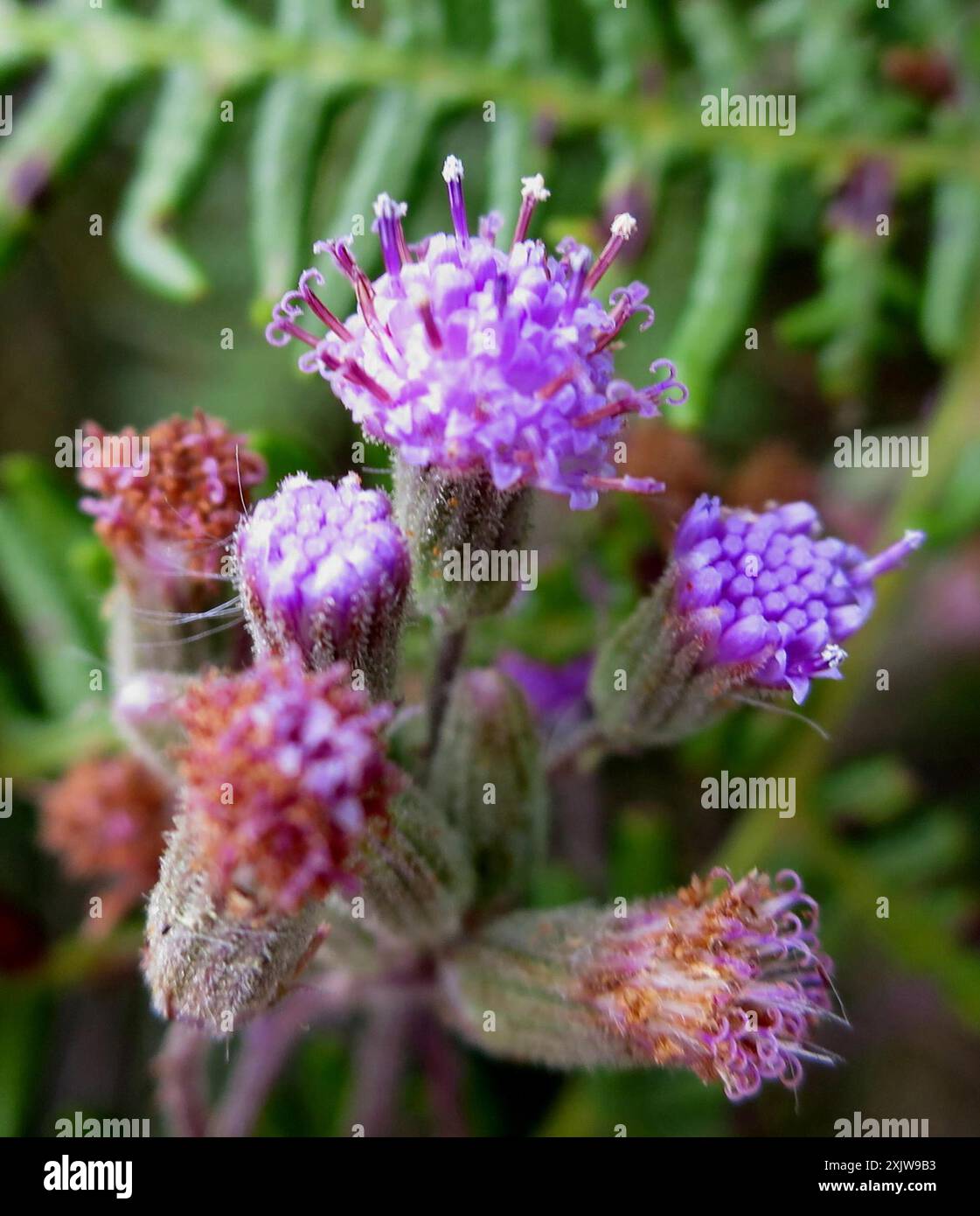 Purple Ragwort (Senecio purpureus) Plantae Stock Photo - Alamy