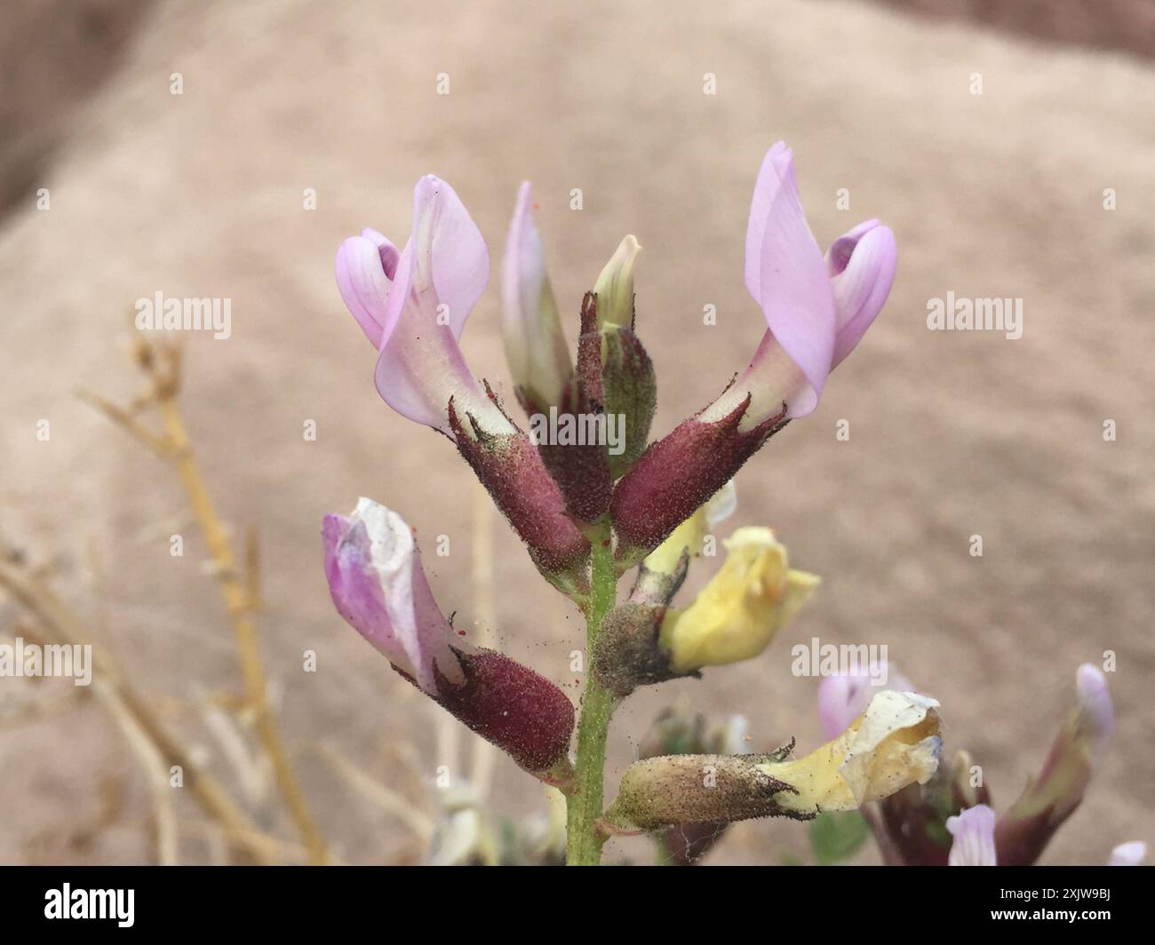 Preuss' Milkvetch (Astragalus preussii) Plantae Stock Photo - Alamy