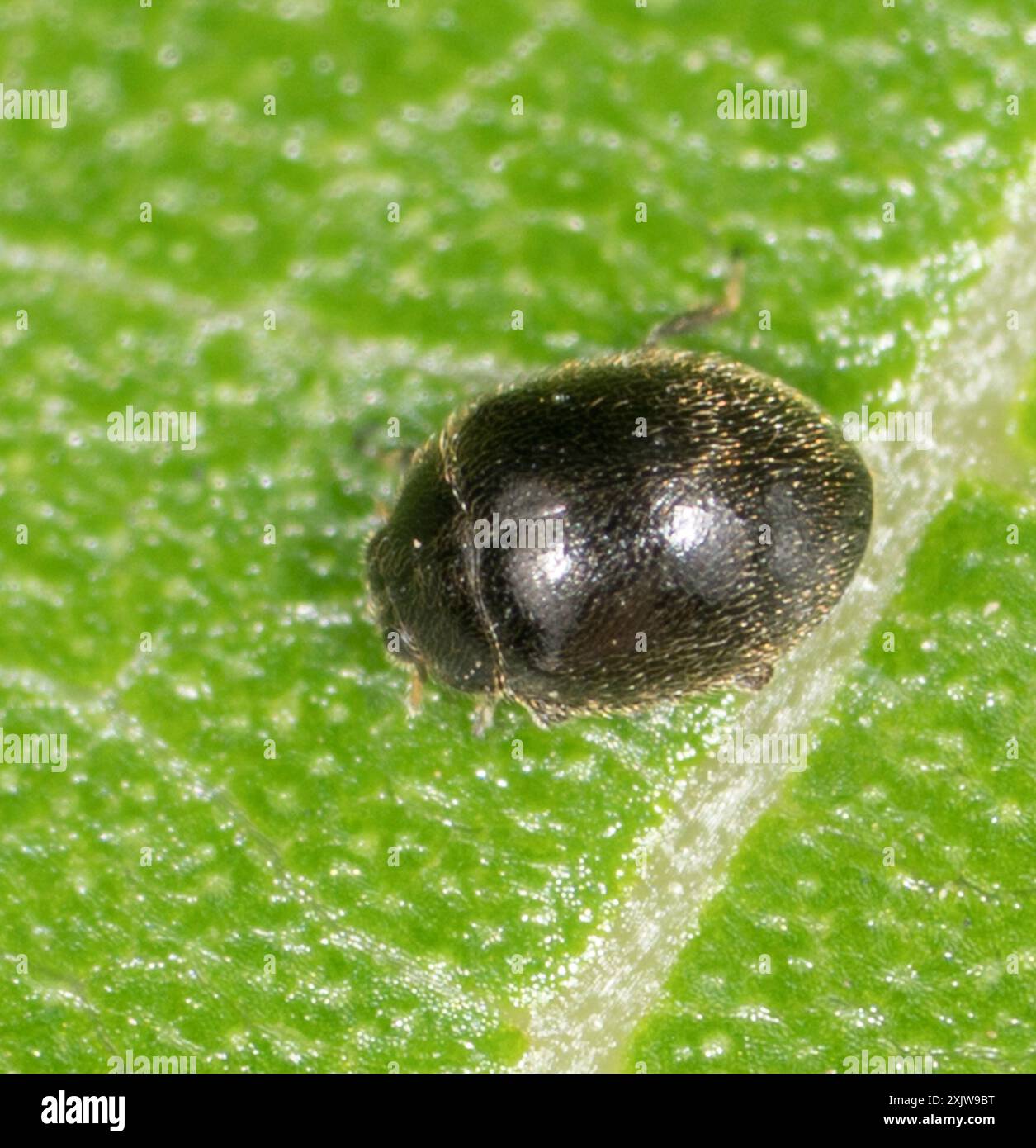 Spider Mite Destroyer (Stethorus punctum) Insecta Stock Photo - Alamy