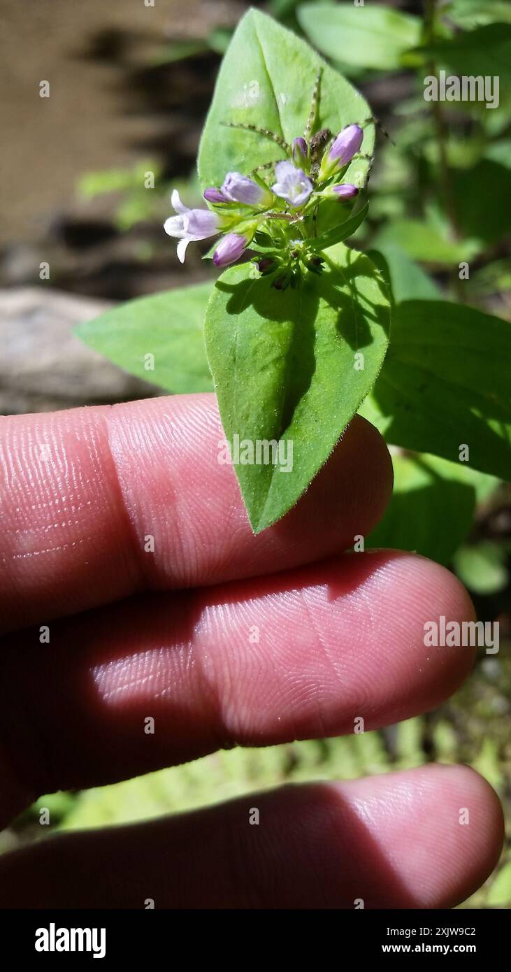 summer bluet (Houstonia purpurea) Plantae Stock Photo - Alamy
