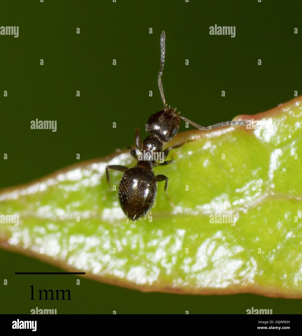 Brachymyrmex patagonicus hi-res stock photography and images - Alamy