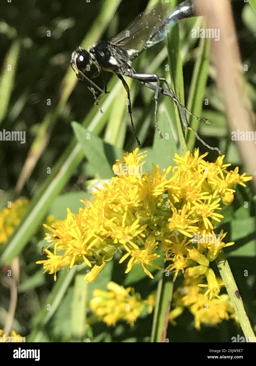 Gold-marked Thread-waisted Wasp (Eremnophila aureonotata) Insecta Stock ...