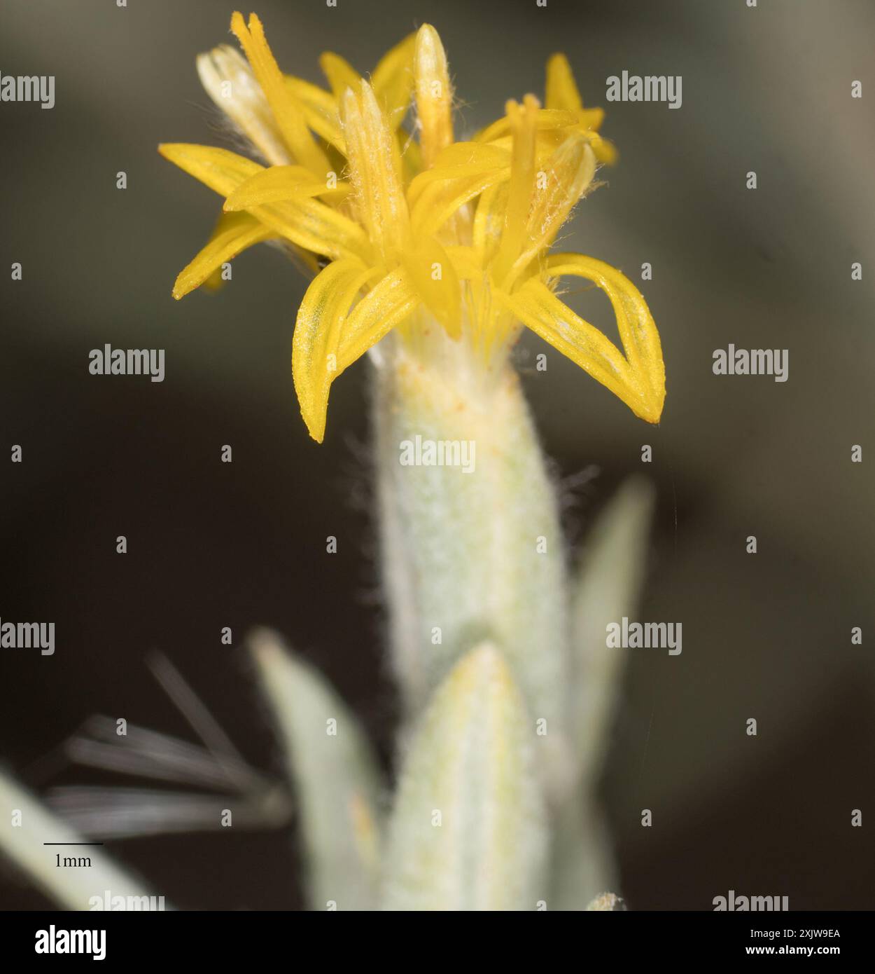 Spineless Horsebrush (Tetradymia canescens) Plantae Stock Photo - Alamy