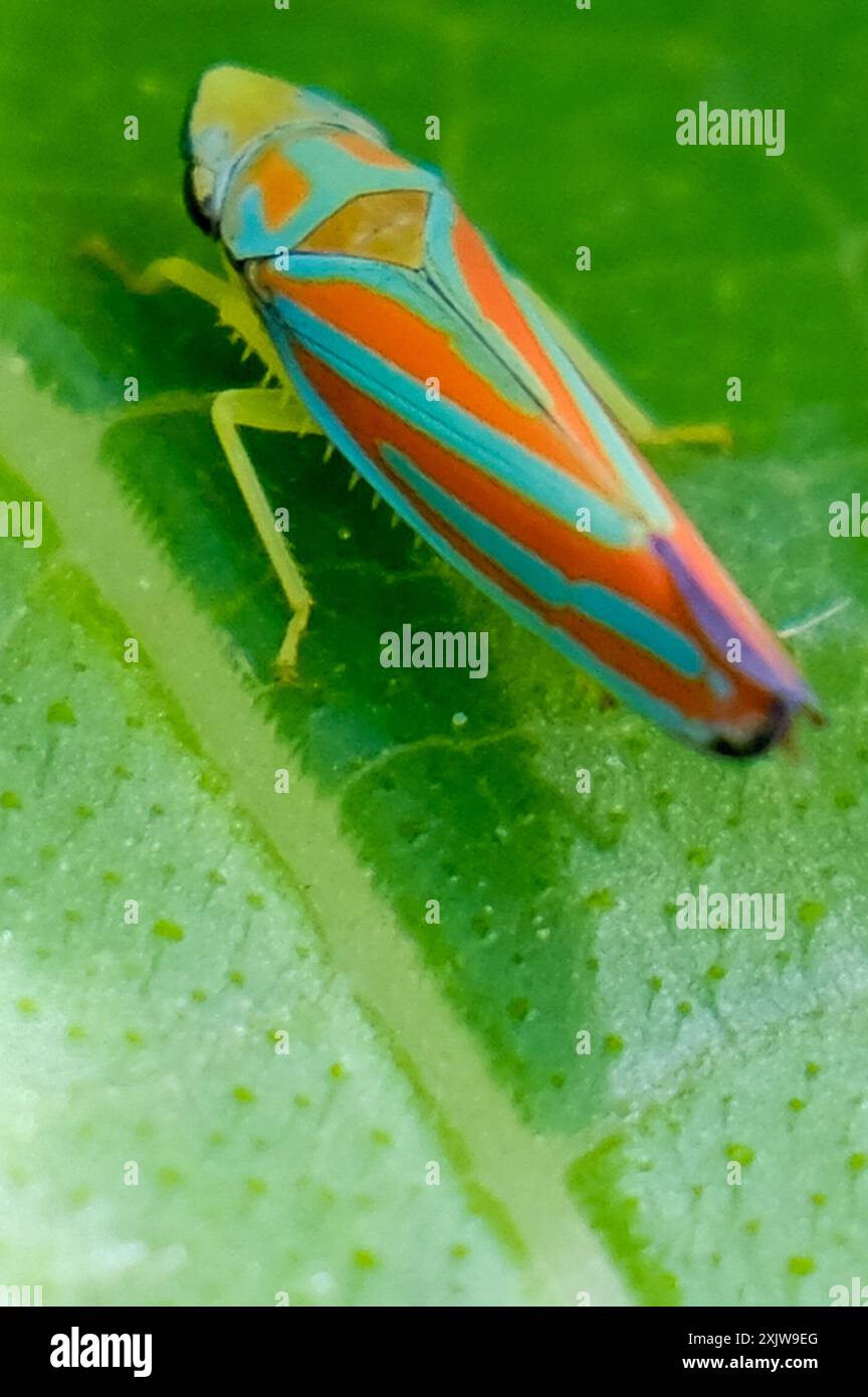 Red-banded Leafhopper (Graphocephala coccinea) Insecta Stock Photo - Alamy