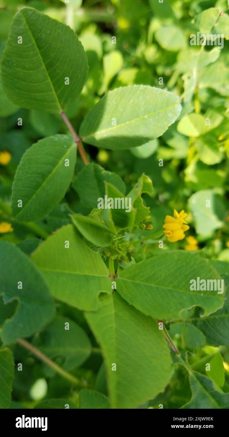 bur clover (Medicago polymorpha) Plantae Stock Photo - Alamy