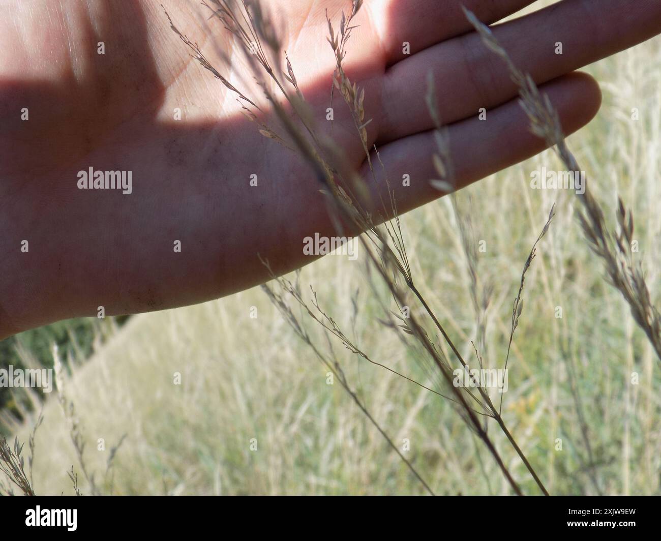 canadian bluejoint (Calamagrostis canadensis) Plantae Stock Photo - Alamy