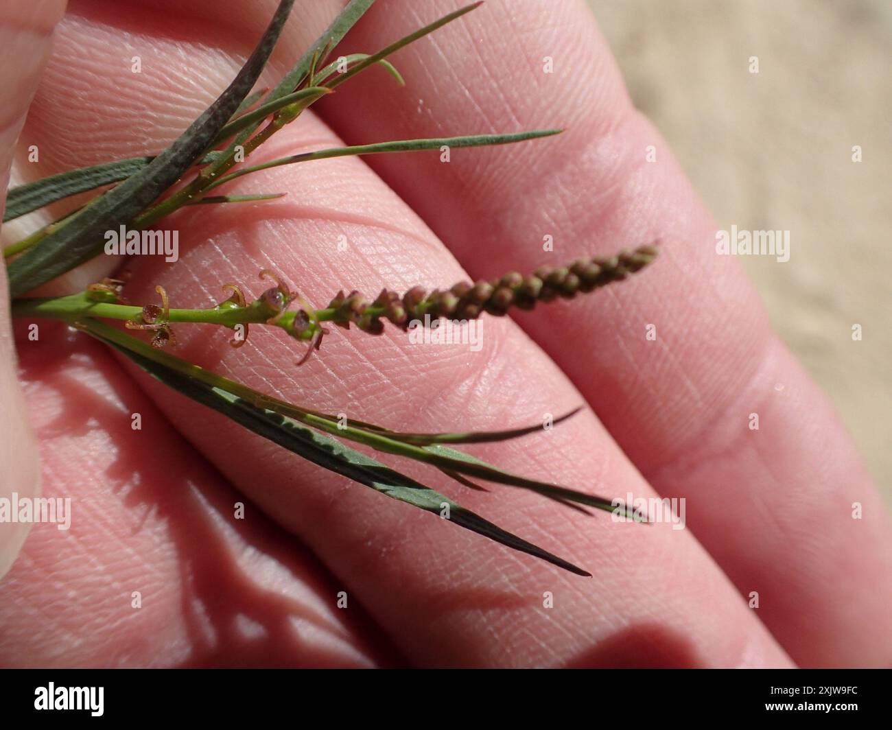 Narrow-leaved Stillingia (Stillingia linearifolia) Plantae Stock Photo ...