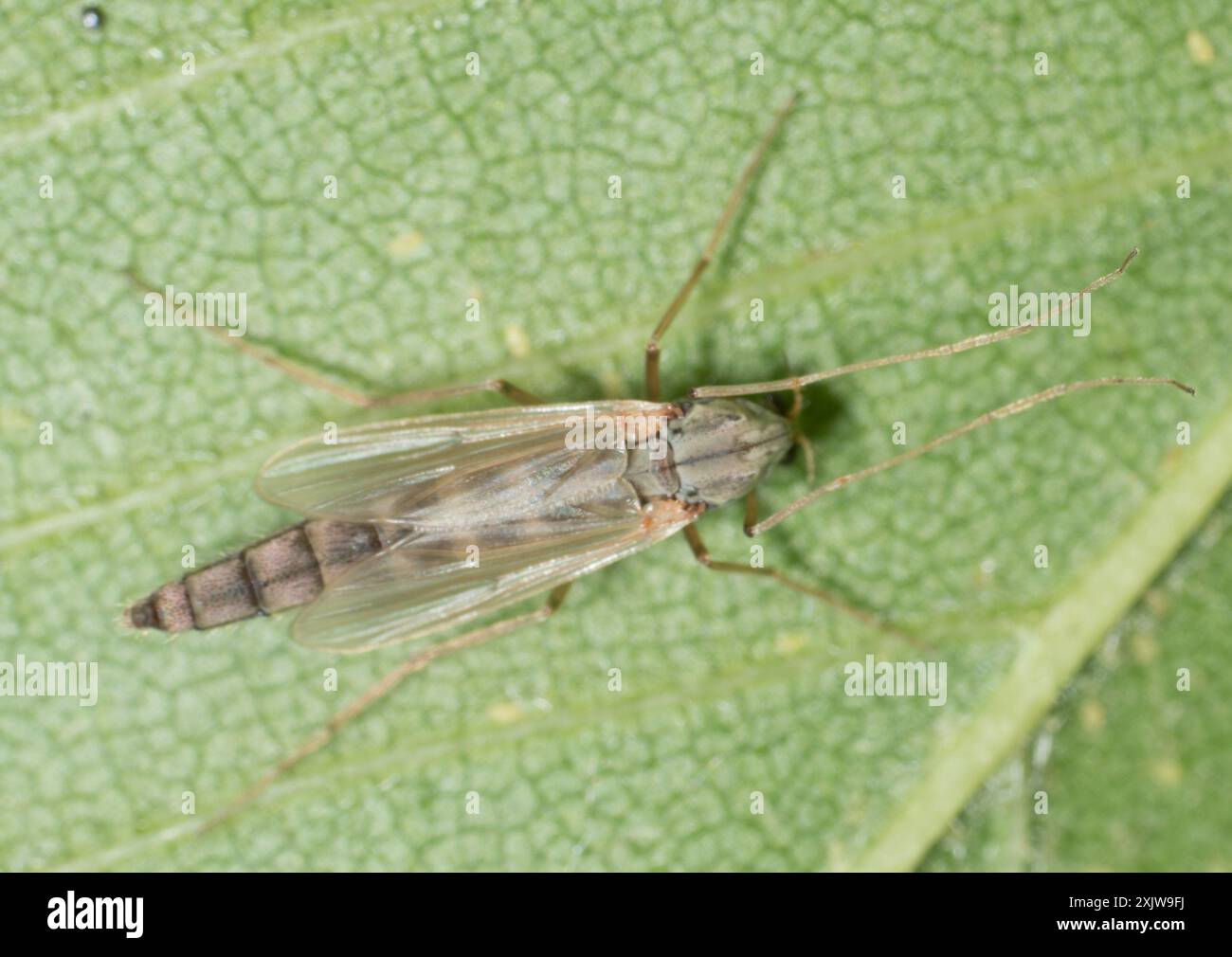 Non-biting Midges (Chironomidae) Insecta Stock Photo - Alamy