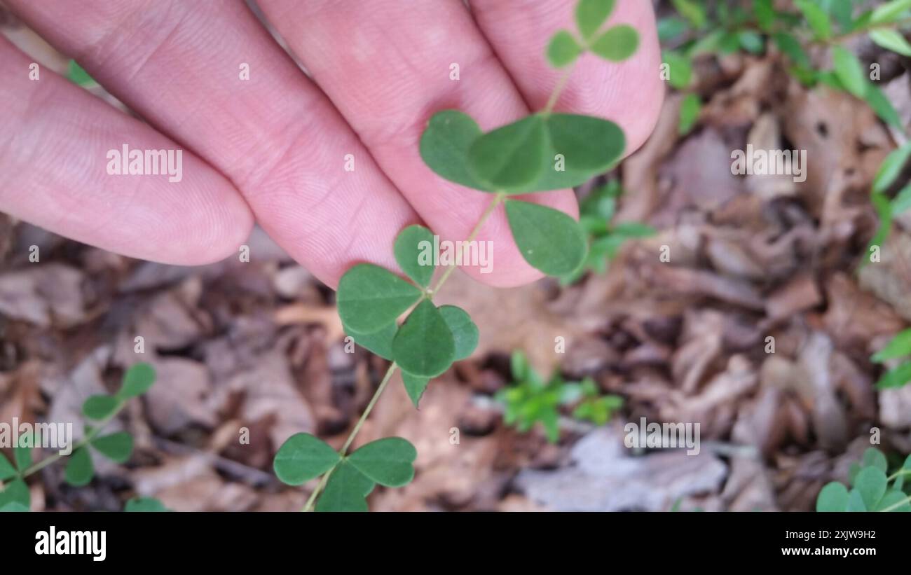 eastern wild indigo (Baptisia tinctoria) Plantae Stock Photo - Alamy