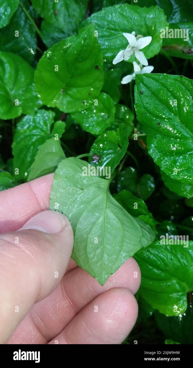 sweet white violet (Viola blanda) Plantae Stock Photo - Alamy