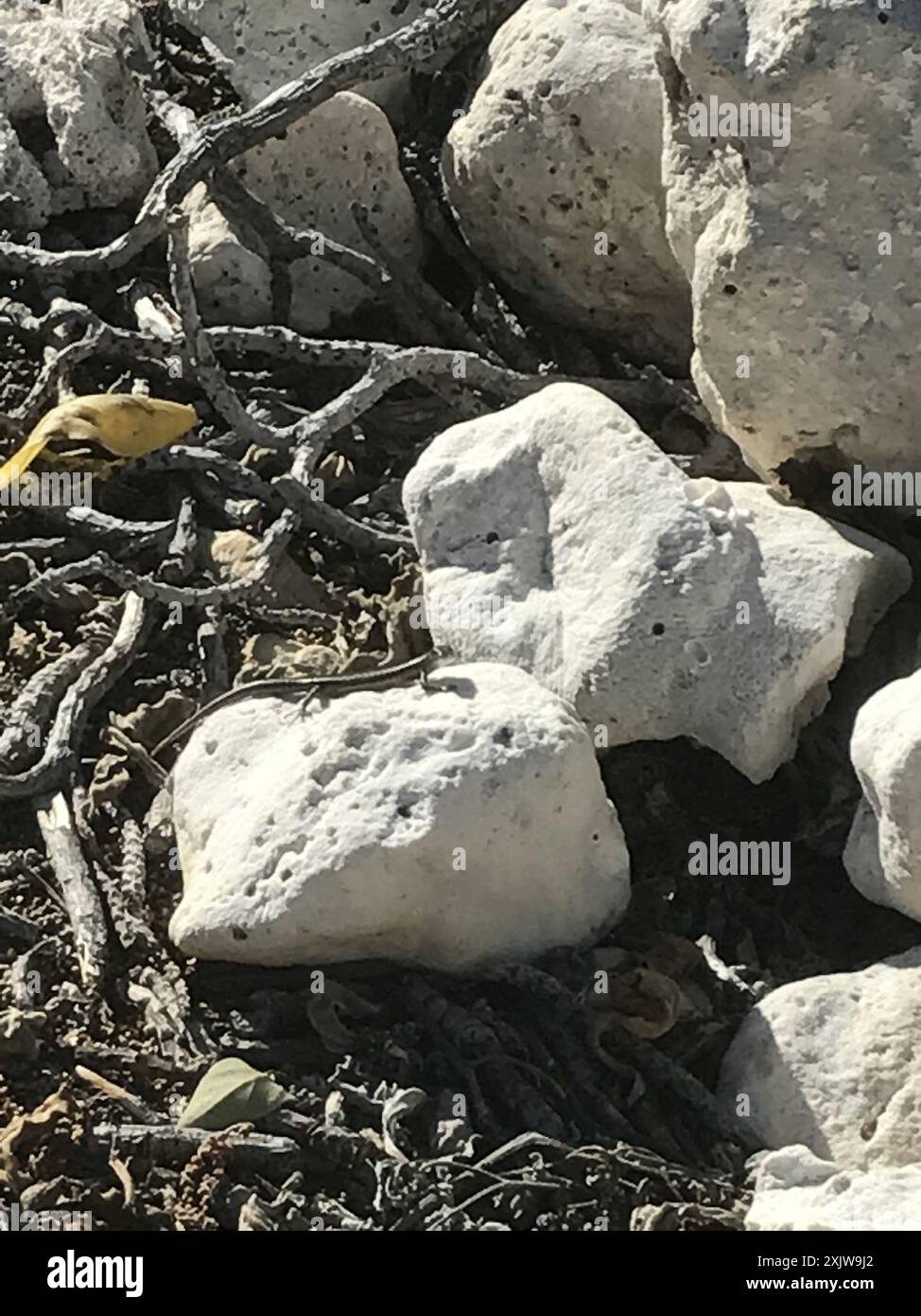 Mottled snake eyed skink cryptoblepharus poecilopleurus hi-res stock ...