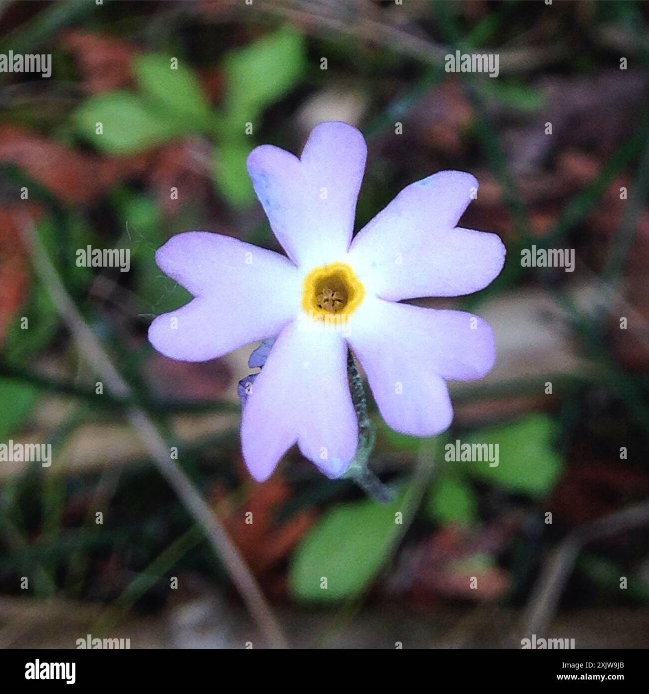 Mistassini Primrose (Primula mistassinica) Plantae Stock Photo - Alamy