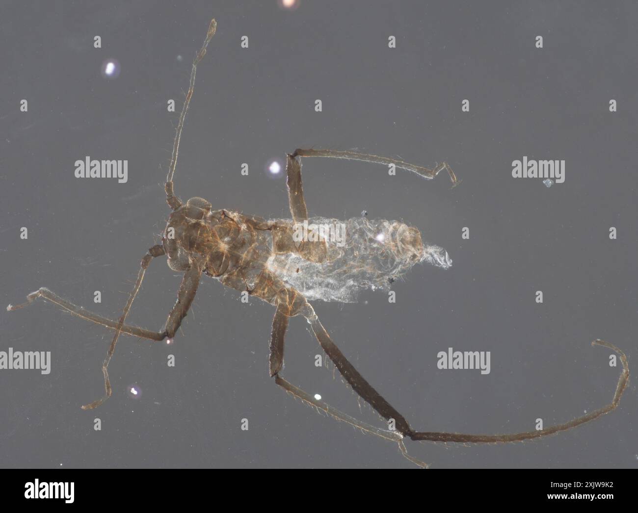 Eulachnus rileyi hi-res stock photography and images - Alamy