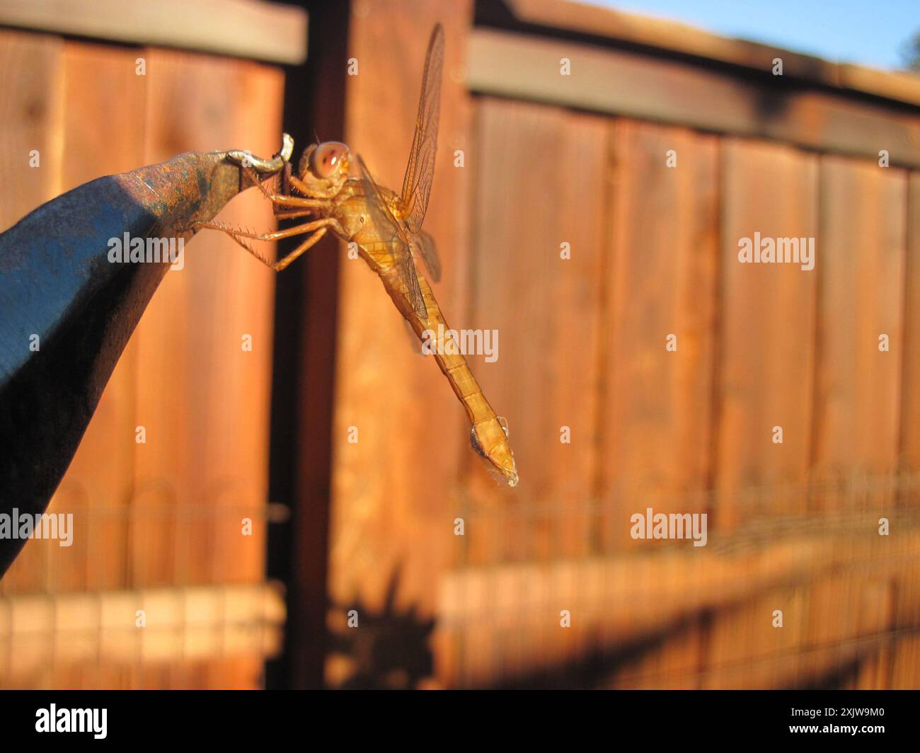 Neon Skimmer (Libellula croceipennis) Insecta Stock Photo - Alamy
