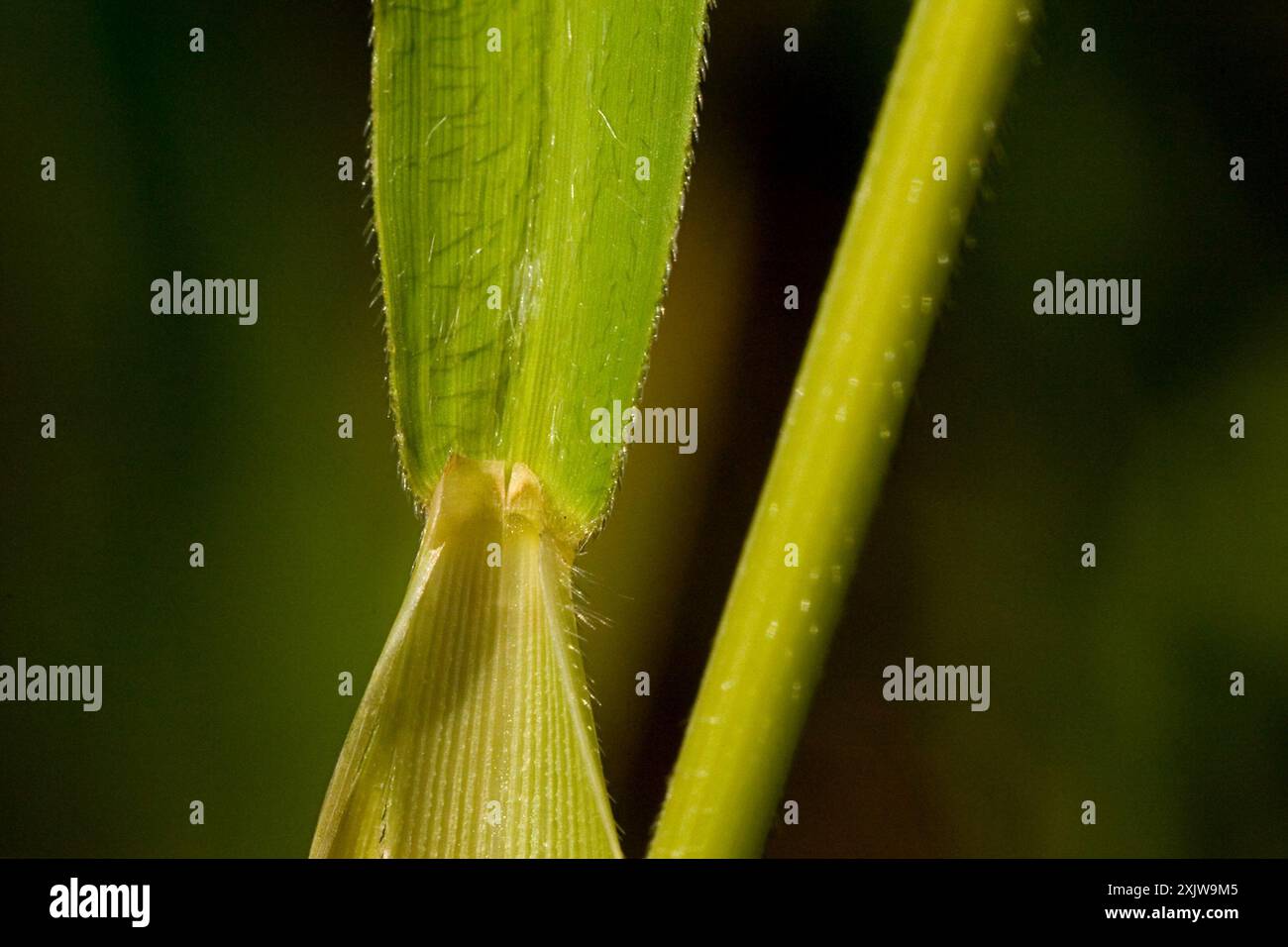 rice cutgrass (Leersia oryzoides) Plantae Stock Photo - Alamy